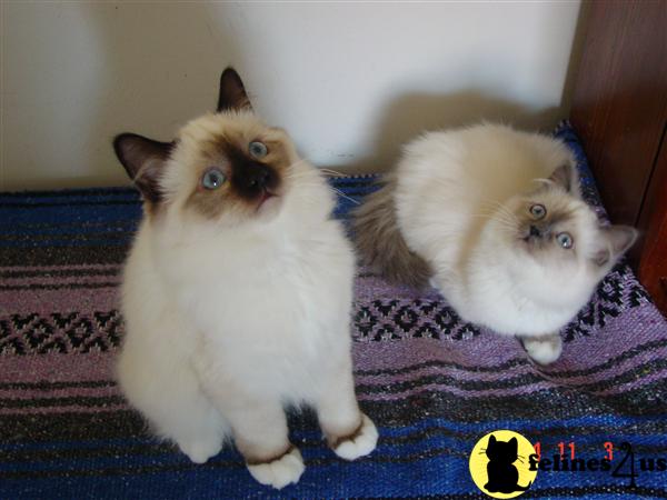 Birman Babies for Sale