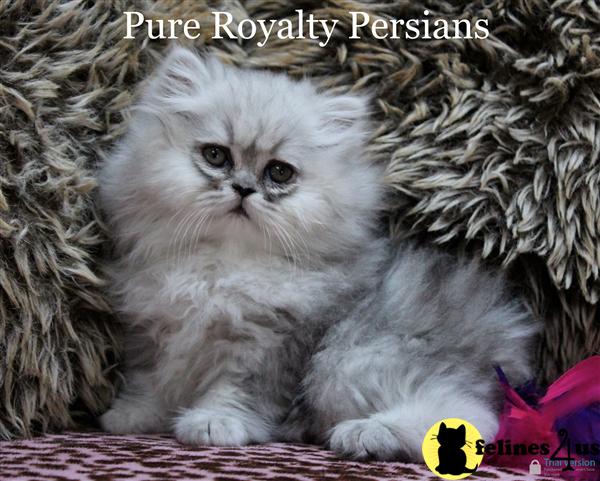 Sweetest Little girl Shaded Silver Persian Kitten
