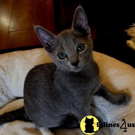 brilliant Russian Blue Kittens