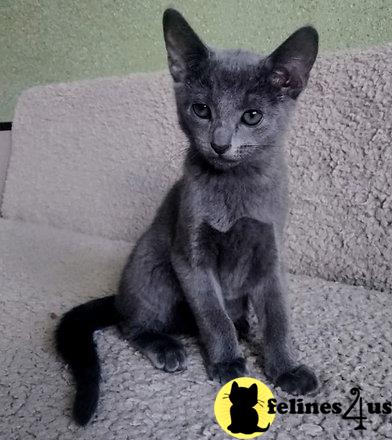 stunning Russian Blue Kittens