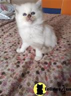 Kittens for Sale in Massachusetts