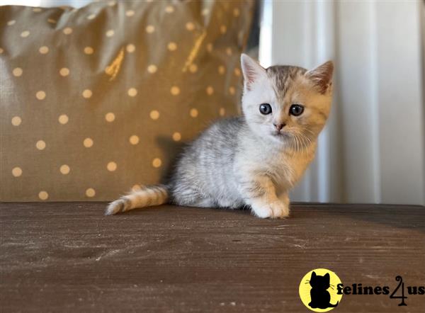 Munchkin Kitten for Sale: Honest Munchkin Kittens 2 Yrs and 7 Mths old