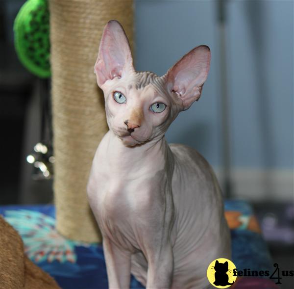 Beautiful Blue Tortie Mink Sphynx Kitten