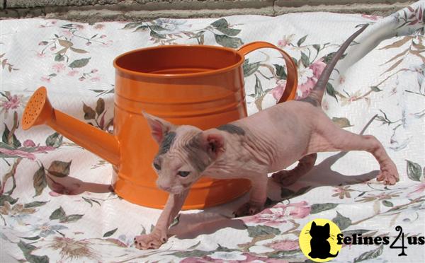 Luna Adorable Calico Sphynx Kitten
