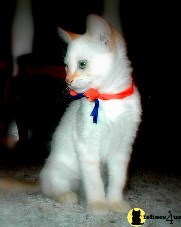 Traditional Classic Colorpoint Red Flame Lynx Point Male Kittens