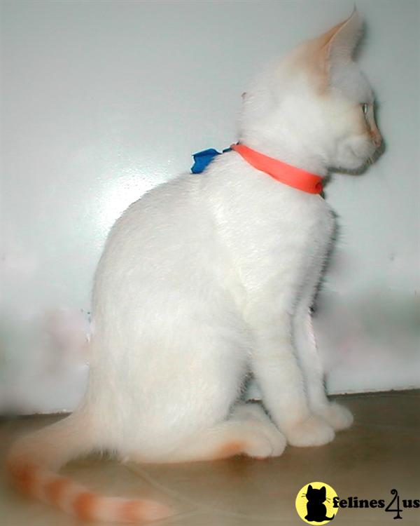 Traditional Classic Colorpoint Red Flame Lynx Point Male Kittens