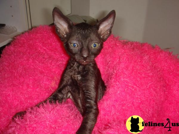 two beautiful Cornish rex kittens for sale stud or pet show home