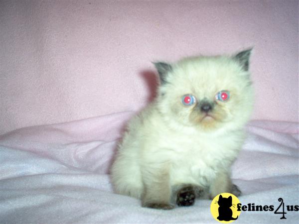 SEAL POINT HIMALAYAN KITTEN AVAILABLE