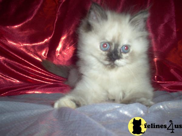 TORTIE POINT HIMALAYAN KITTEN AVAILABLE