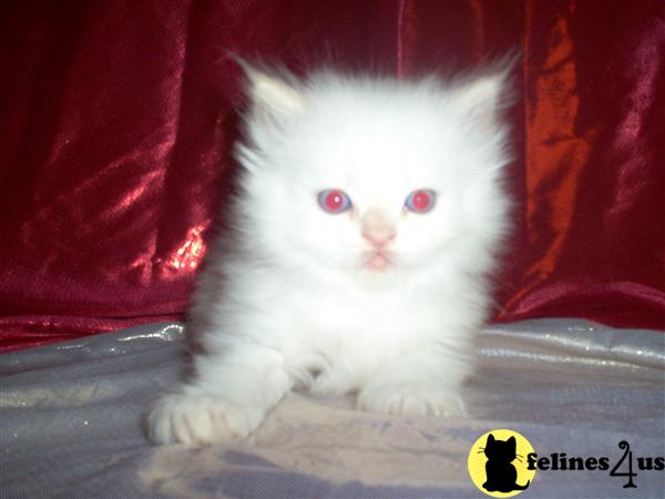 CREAM POINT HIMALAYAN KITTEN AVAILABLE