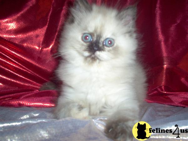 TORTIE POINT HIMALAYAN KITTEN AVAILABLE