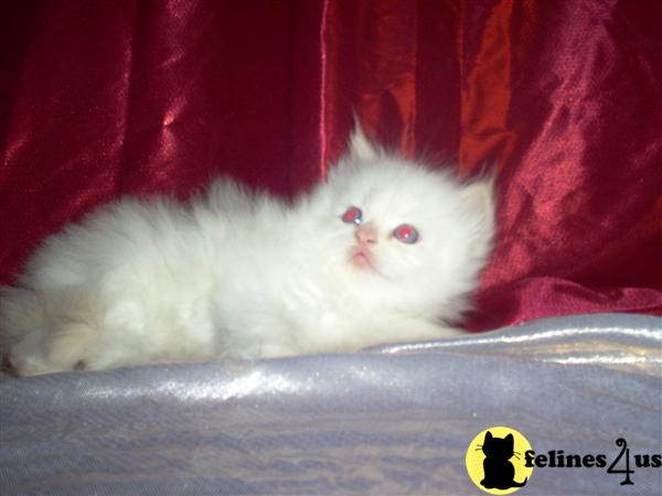 CREAM POINT HIMALAYAN KITTEN AVAILABLE