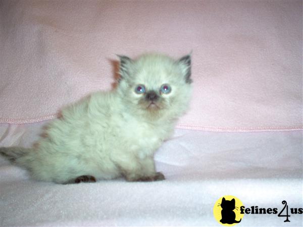 TORTIE POINT HIMALAYAN KITTEN AVAILABLE for sale