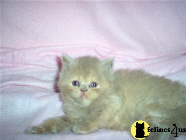 LILAC CREAM PERSIAN KITTEN AVAILABLE