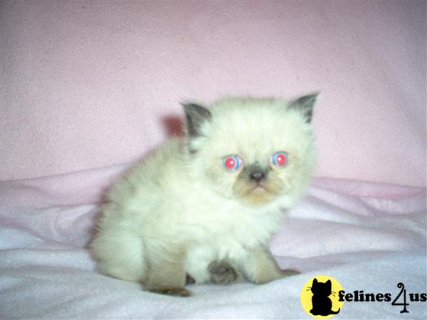 SEAL POINT HIMALAYAN KITTEN AVAILABLE