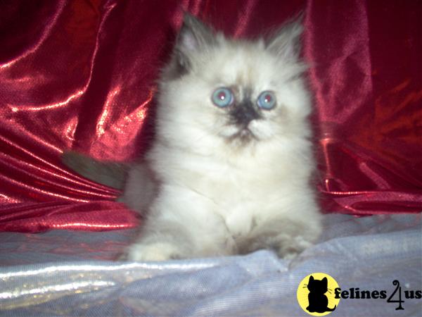 TORTIE POINT HIMALAYAN KITTEN AVAILABLE