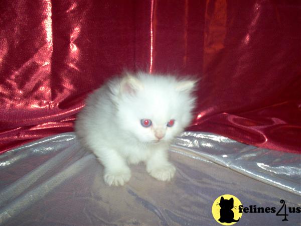 CREAM POINT HIMALAYAN KITTEN AVAILABLE