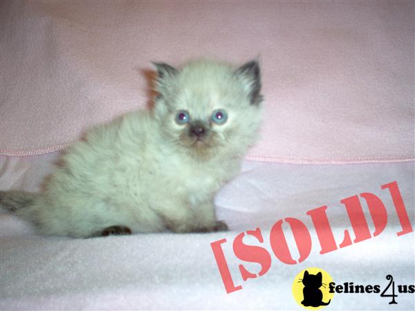 TORTIE POINT HIMALAYAN KITTEN AVAILABLE