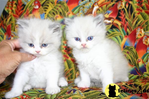 Exotic Ragdoll kittens $ 300.