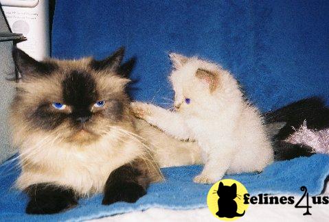 Exotic Ragdoll kittens $ 300.