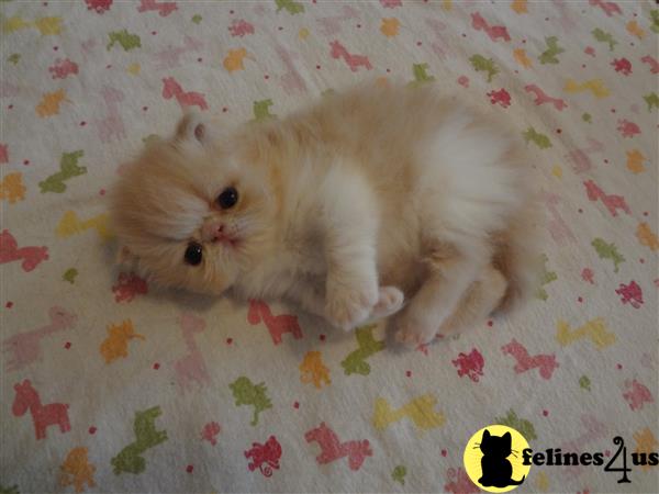 Purr Babies Persian Kittens