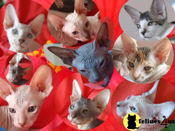 PETERBALD KITTEN - Russian Sphynx EXTREMELY RARE TICA Register