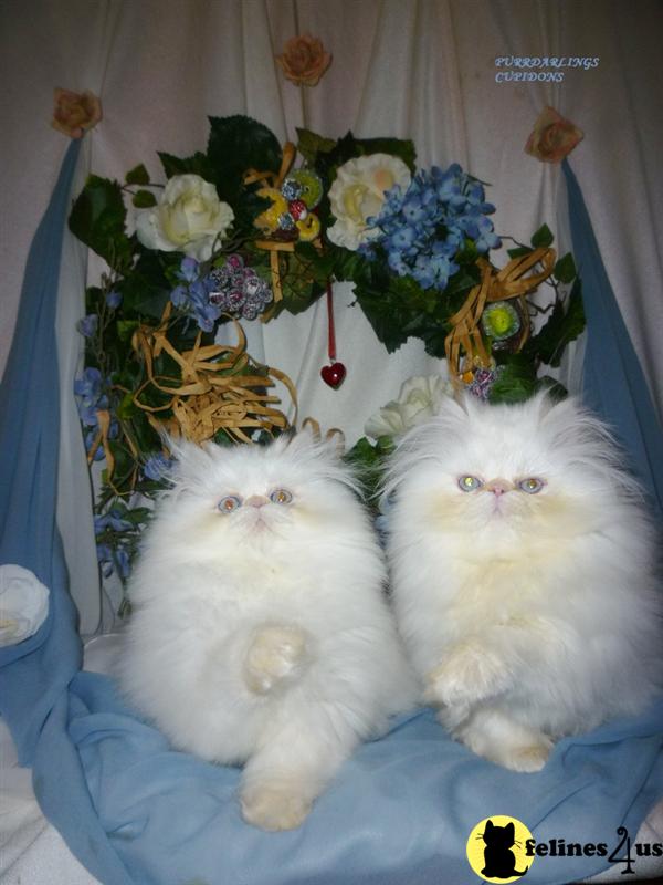 CFA Flame Point Himalayan Kittens A NEW KITTENS ARE AVAILABLE from Pur