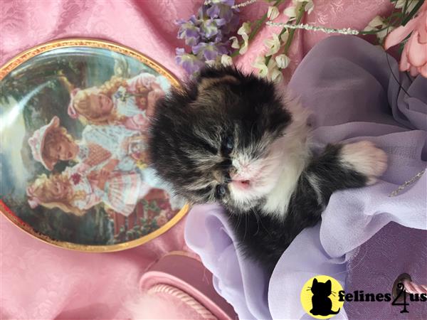 Persian Kitten for Sale: CFA Reg. Royal Top Q Pure Persian Fantastic ...