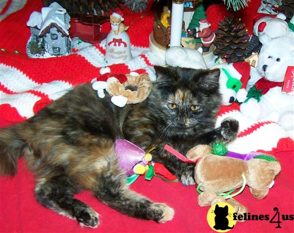 Jadzia a Tortoiseshell American Bobtail kitten for sale