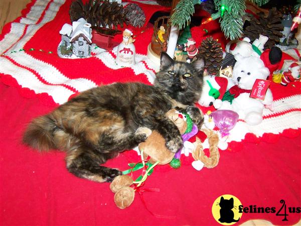 Jadzia a Tortoiseshell American Bobtail kitten for sale