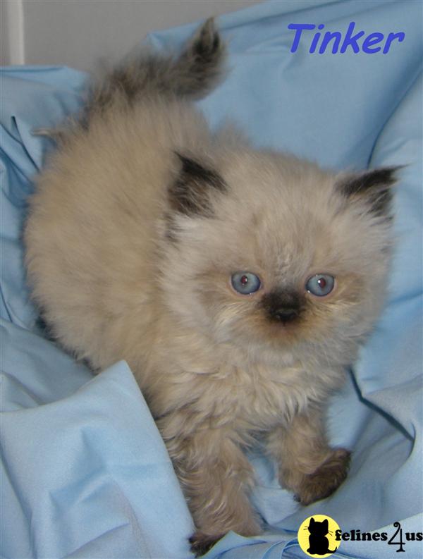 beautiful seal point himalayan kitten