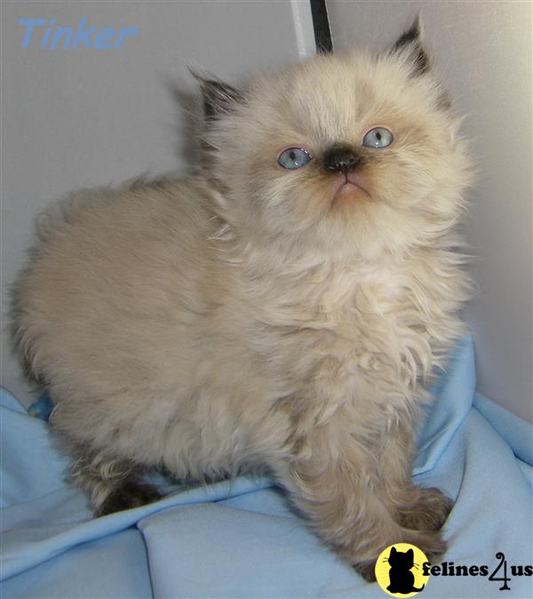 beautiful seal point himalayan kitten