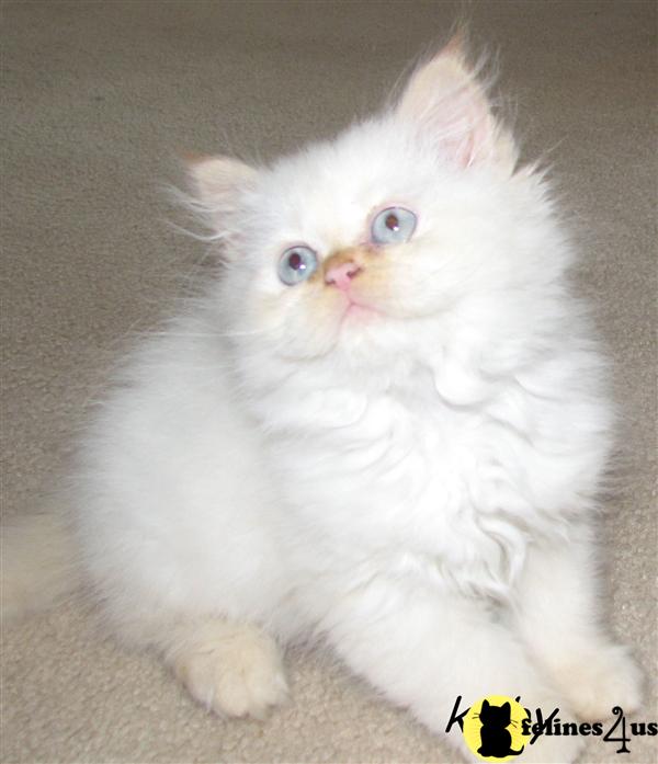 Rare color Himalayans and Persians CFA