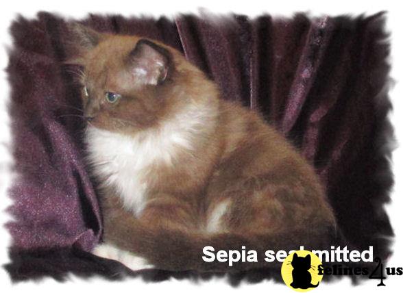 Super-Rare TICA Seal Sepia Ragdoll Kitten