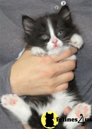 Ultra-Rare TICA Black Mitted SOLID Ragdoll Kitten