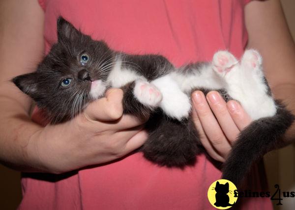 Ragdoll Kitten for Sale: Very Rare TICA Black Mitted Solid Ragdoll ...