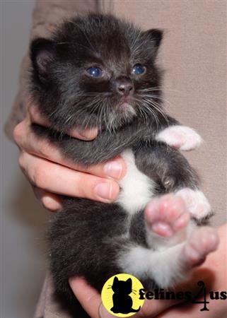 Very Rare TICA Black Mitted Solid Ragdoll Kitten