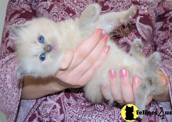 Rare TICA Blue Colorpoint MINK Ragdoll Kitten