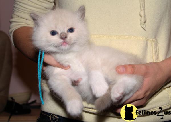 Rare TICA Lilac Mitted MINK Ragdoll Kitten