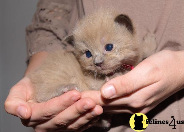 Rare TICA Seal Colorpoint Mink Female Ragdoll Kitt for sale