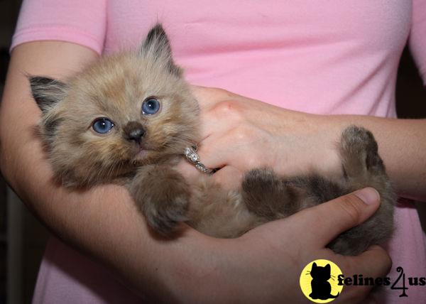 Rare TICA Seal Colorpoint Mink Ragdoll Kitten