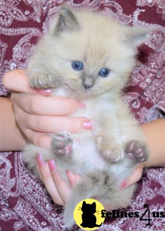 Rare TICA Blue Colorpoint MINK Ragdoll Kitten