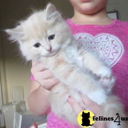 Ultra-Rare TICA Cream Mitted SOLID Lynx Ragdoll Kitten