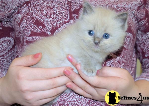 Rare TICA Blue Colorpoint MINK Ragdoll Kitten