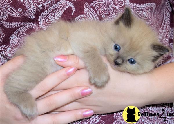 Rare TICA Seal Colorpoint MINK Ragdoll Kitten