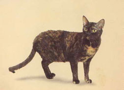 Cats, Kittens, and Cat Breeders