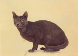 Cats, Kittens, and Cat Breeders