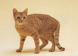 Cats, Kittens, and Cat Breeders