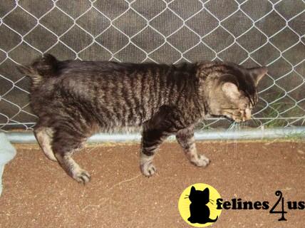 MAINE COON/MANX