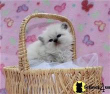 Himalayan Kittens for Sale